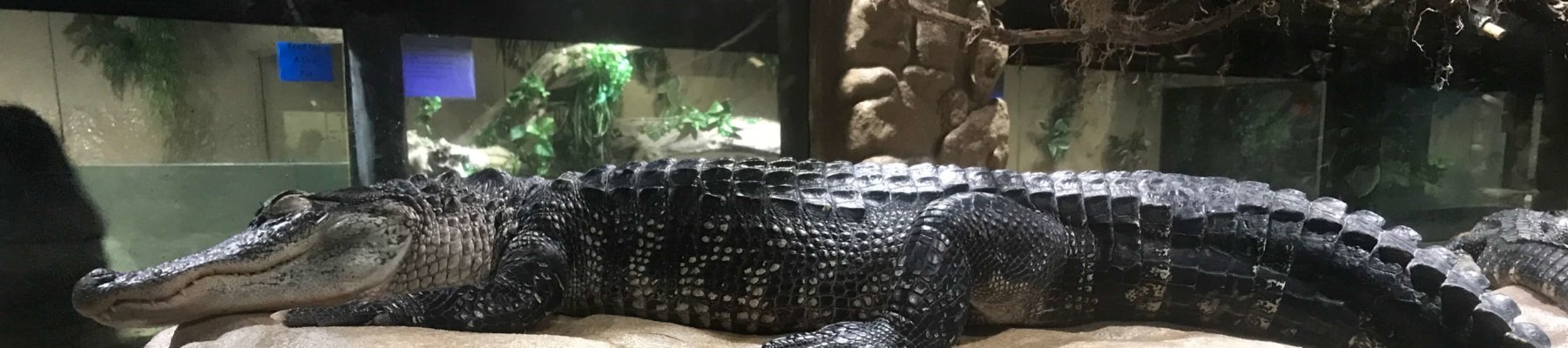 Retail Shop - Alligator Alley Adventures